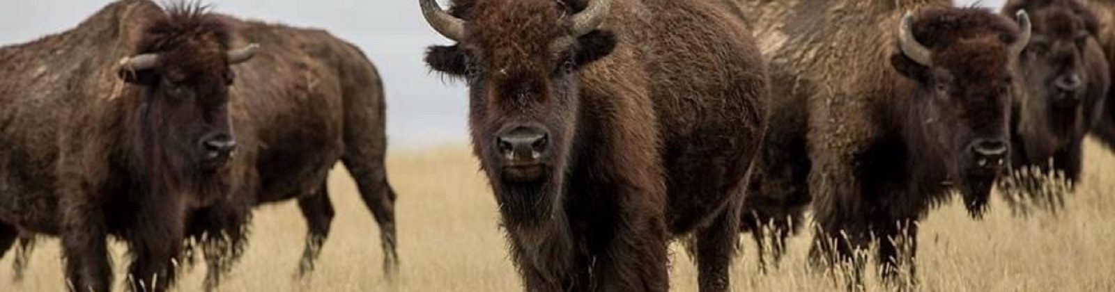 COOKING WITH BISON - Sierra Meat